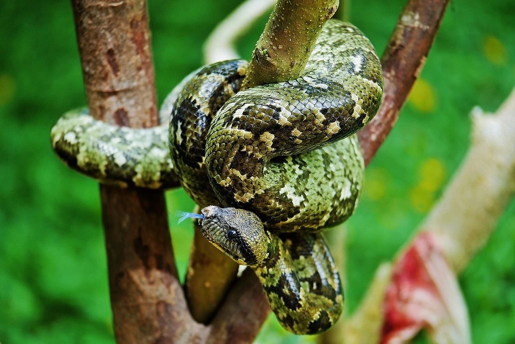 Madagascar Tree Boa | Maker Scratchpad YouTube Wiki | Fandom