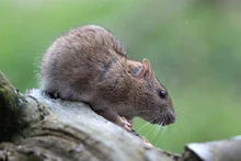 Brown Rat | Maker Scratchpad YouTube Wiki | Fandom