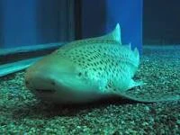 Zebra Shark | Maker Scratchpad YouTube Wiki | Fandom