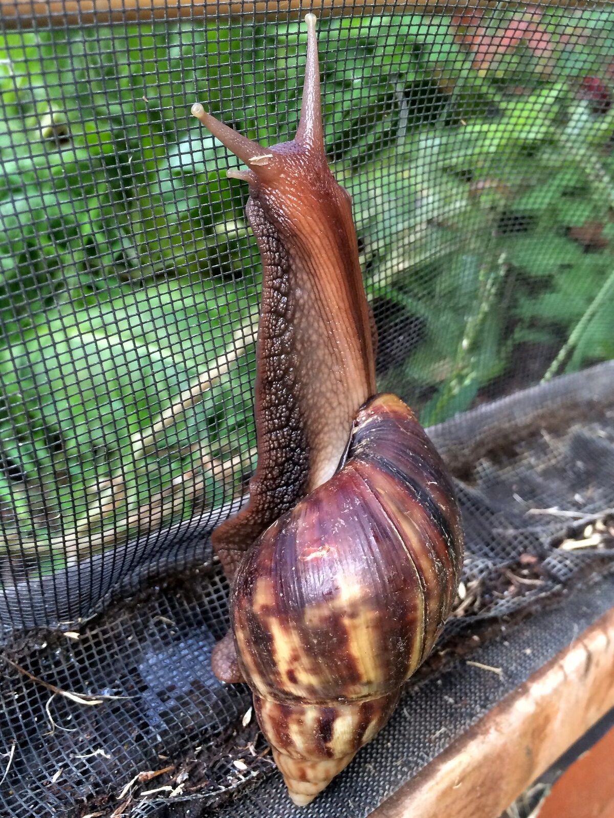 Giant African Snail Maker Scratchpad Youtube Wiki Fandom