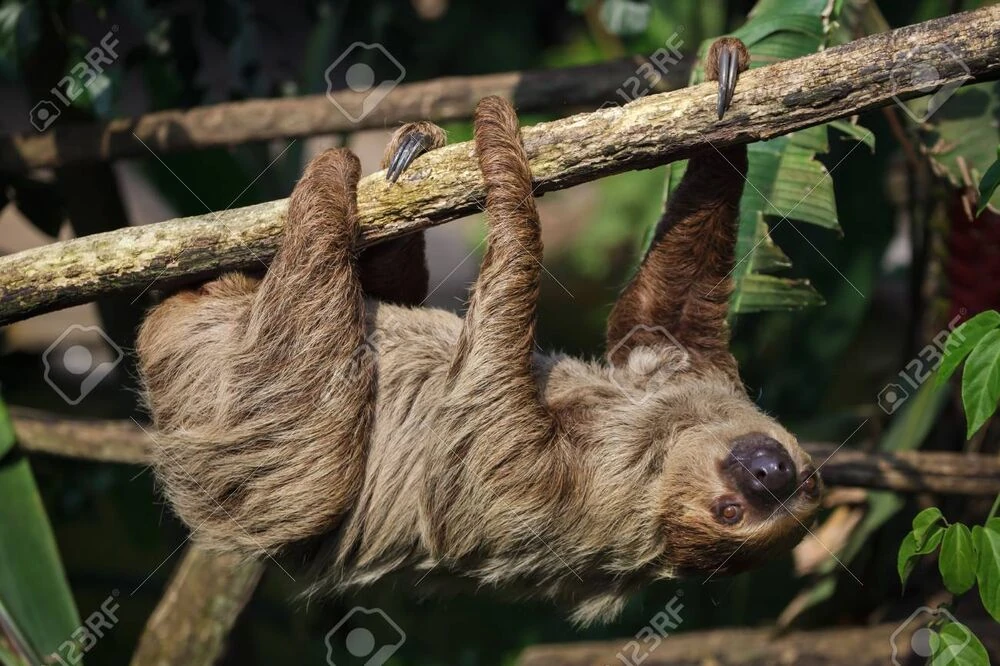 Category:Lisa Simpson | Mako Animals Wiki | Fandom