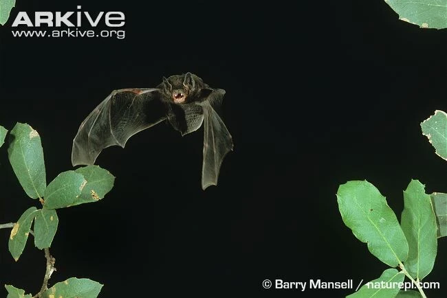 Silver-haired Bat | Mako Animals Wiki | Fandom