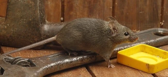 House Mouse | Mako Animals Wiki | Fandom