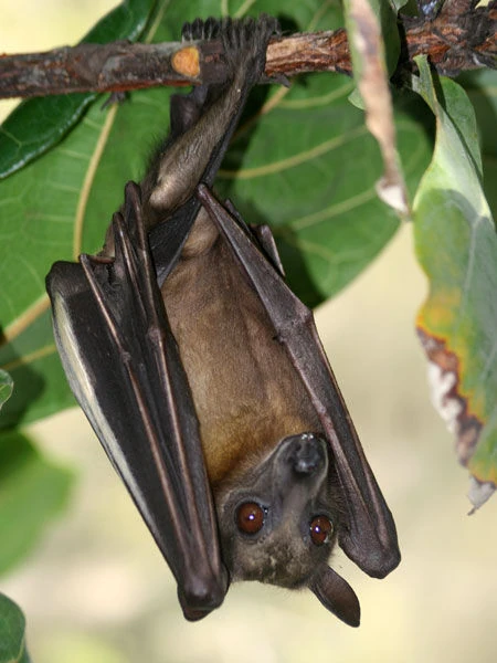 Straw-coloured Fruit Bat | Mako Animals Wiki | Fandom