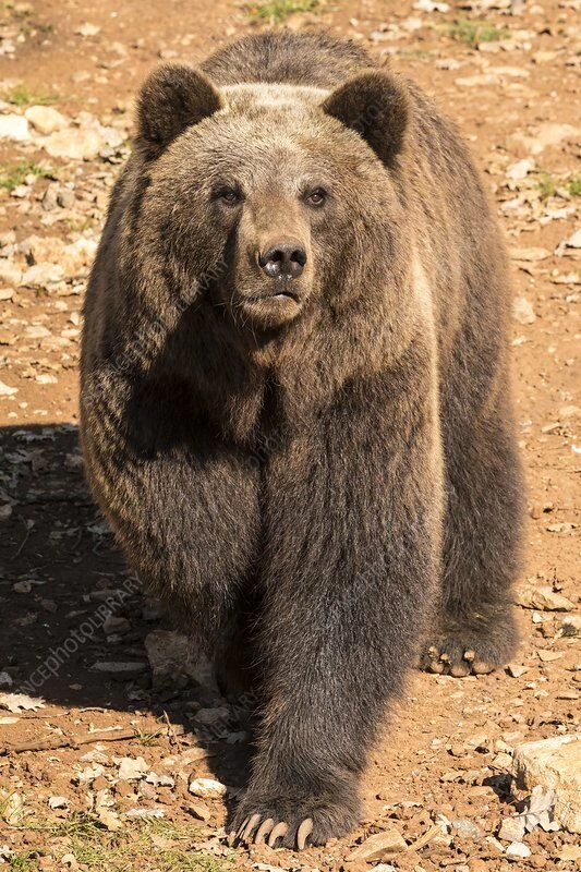 Eurasian Brown Bear | Mako Animals Wiki | Fandom