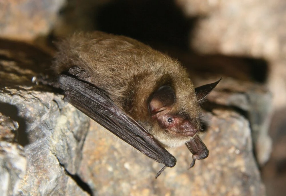 Little Brown Bat | Mako Animals Wiki | Fandom