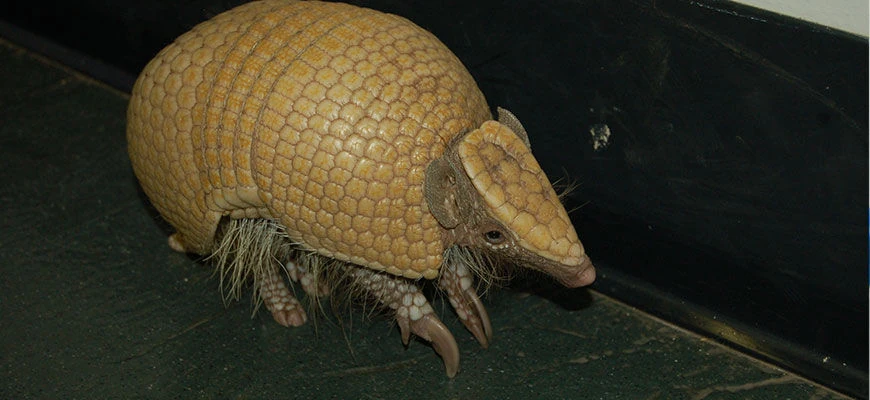 Brazilian Three-banded Armadillo | Mako Animals Wiki | Fandom