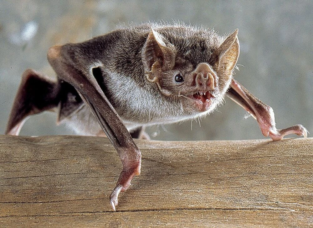 Common Vampire Bat | Mako Animals Wiki | Fandom