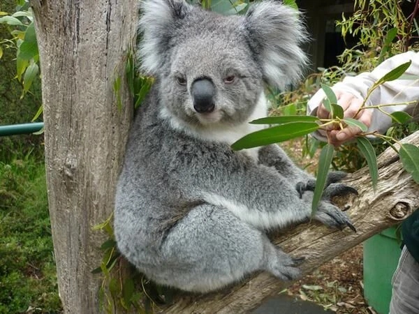 Queensland Koala | Mako Animals Wiki | Fandom
