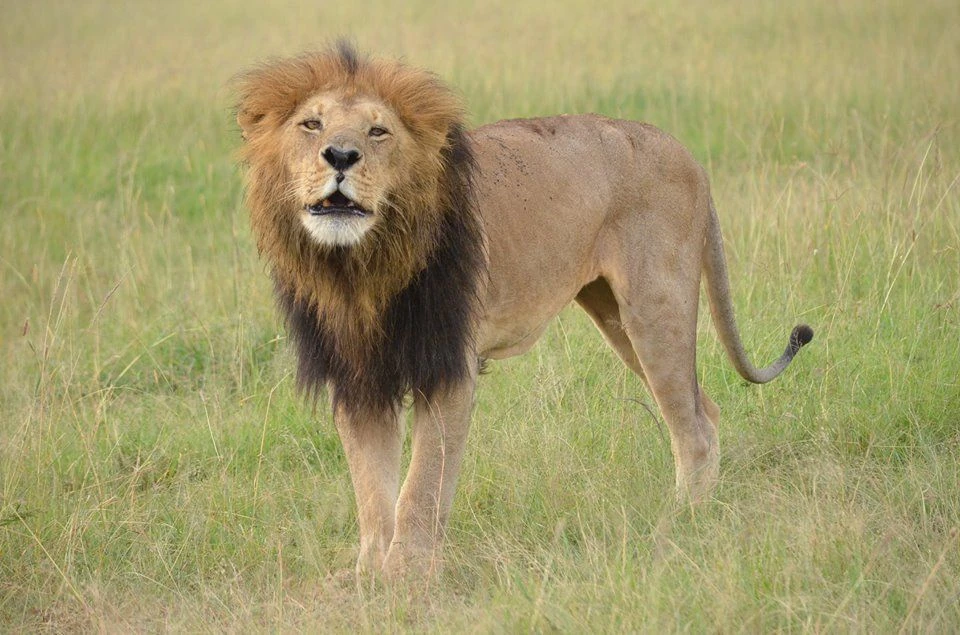 Masai Lion | Mako Animals Wiki | Fandom