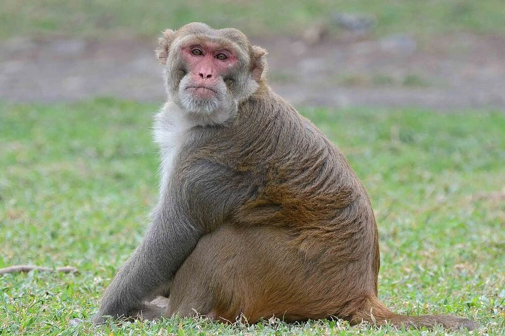 Rhesus Macaque | Mako Animals Wiki | Fandom