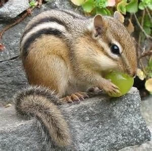 Siberian Chipmunk | Mako Animals Wiki | Fandom