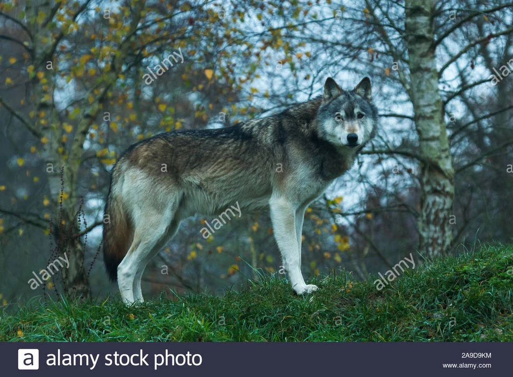 Northwestern Wolf | Mako Animals Wiki | Fandom