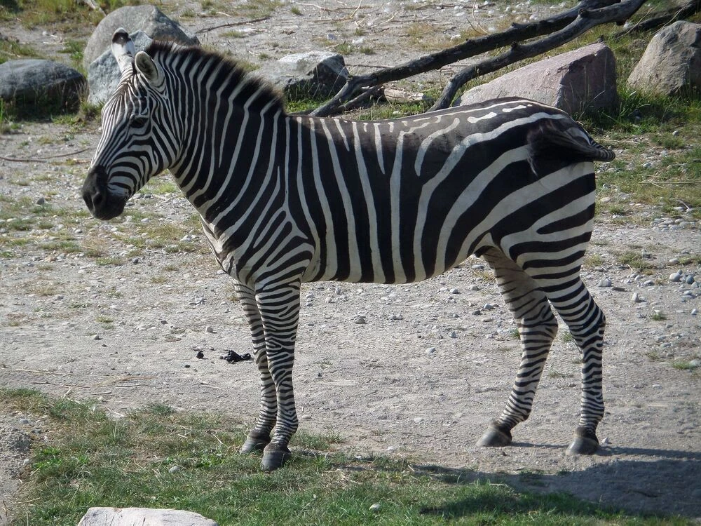 Category:Equines | Mako Animals Wiki | Fandom