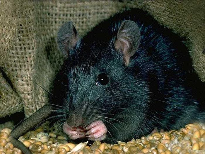 Black Rat | Mako Animals Wiki | Fandom