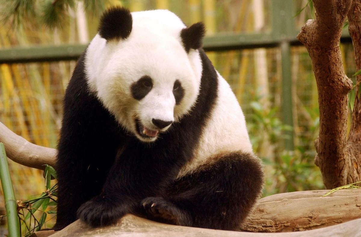 Giant Panda | Mako Animals Wiki | Fandom