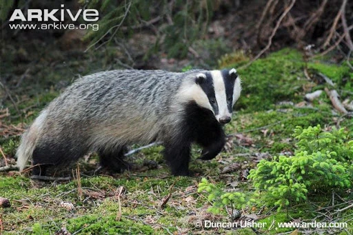 European Badger | Mako Animals Wiki | Fandom