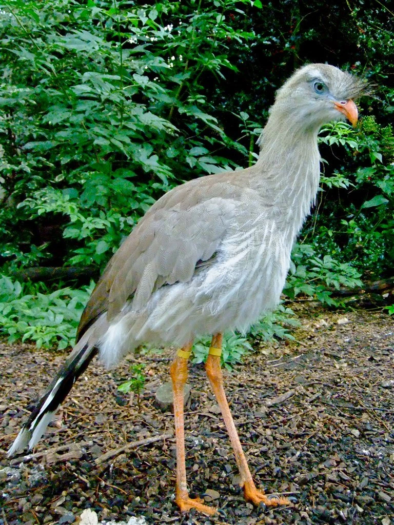 Red-legged Seriema | Mako Animals Wiki | Fandom