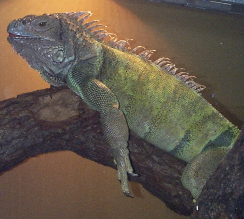 Green Iguana | Mako Animals Wiki | Fandom