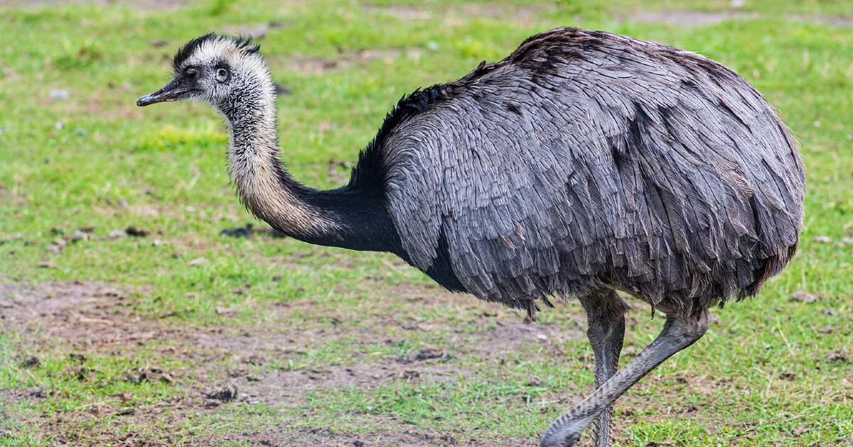 Greater Rhea | Mako Animals Wiki | Fandom