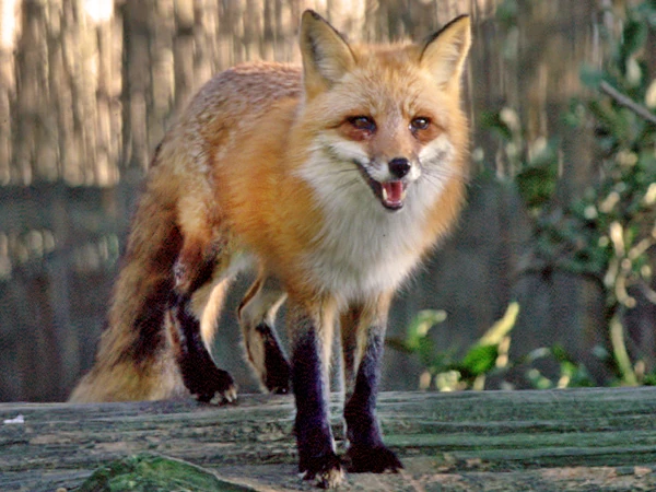 Red Fox | Mako Animals Wiki | Fandom