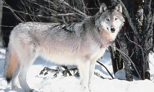 Grey Wolf | Mako Animals Wiki | Fandom