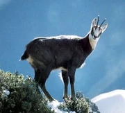 Chamois | Mako Animals Wiki | Fandom
