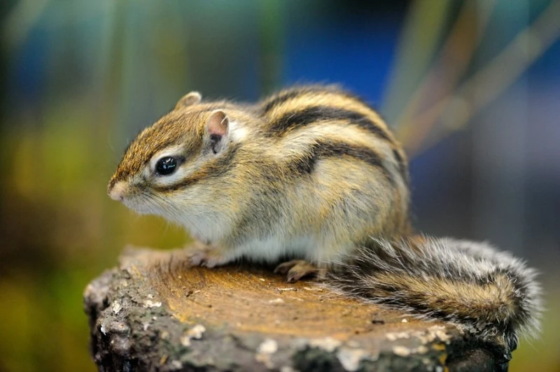 Siberian Chipmunk | Mako Animals Wiki | Fandom