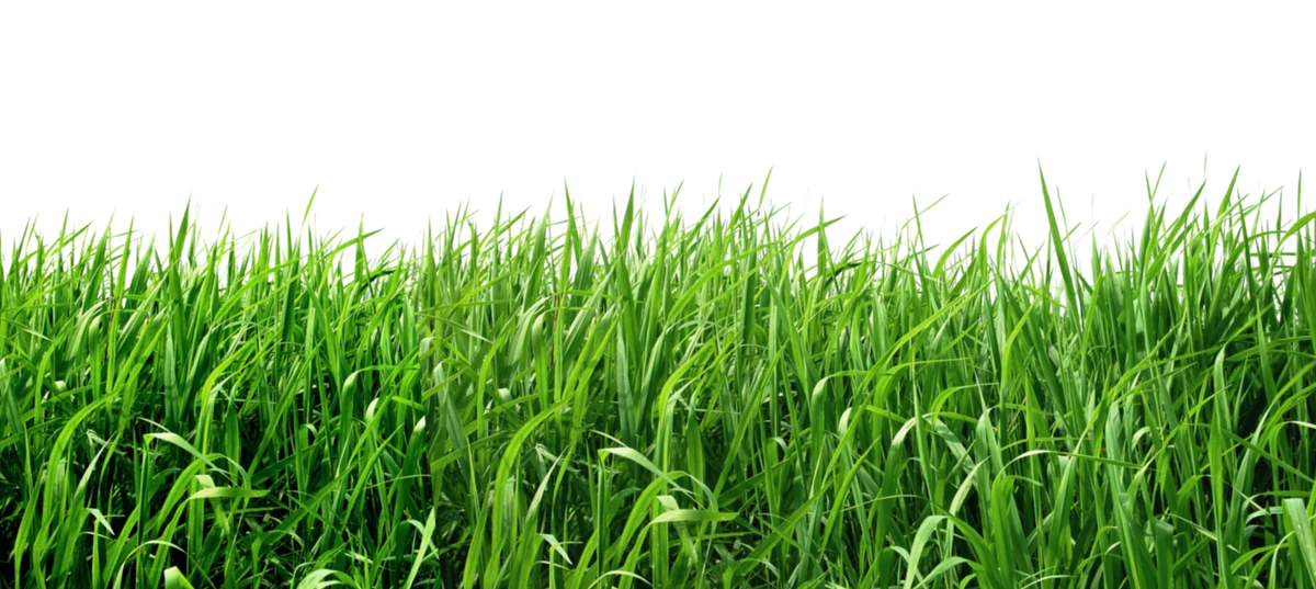 Grass | The Makojw Wiki | Fandom