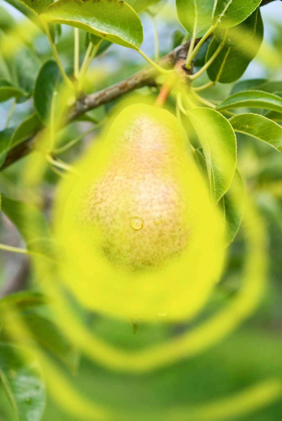 The Tasty Pear | The Makojw Wiki | Fandom
