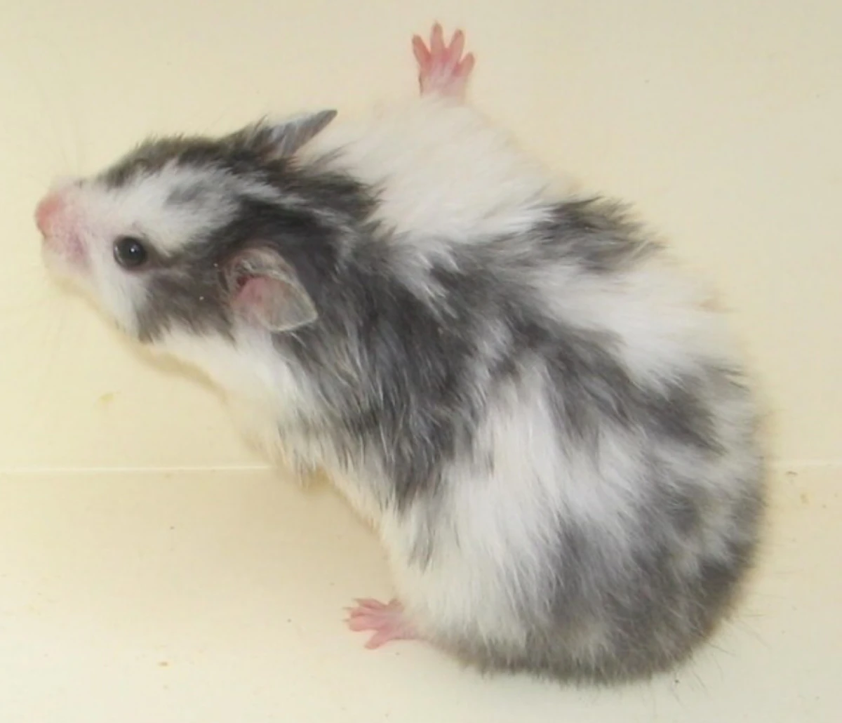 Tree Hamster | Makolan Wiki | Fandom