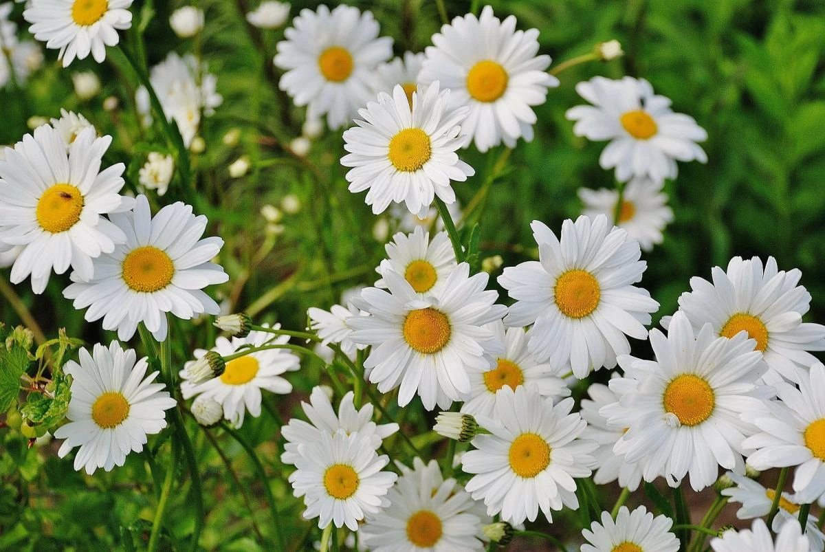 Common daisy | Makolan Wiki | Fandom