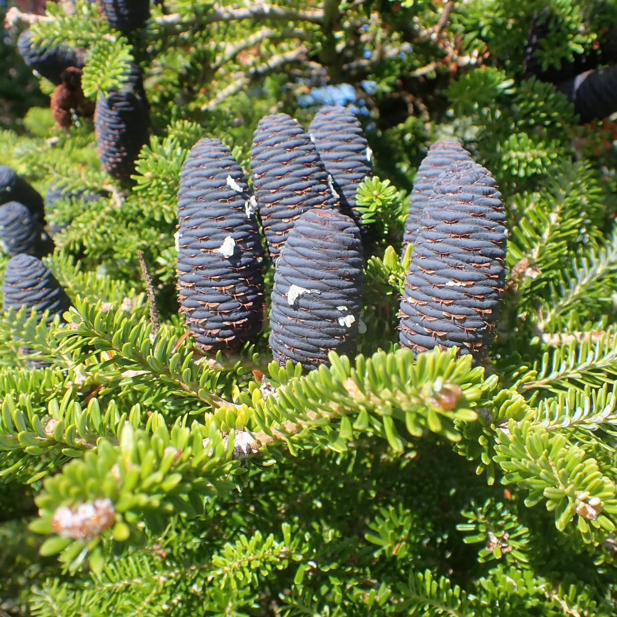 Balsam fir | Makolan Wiki | Fandom