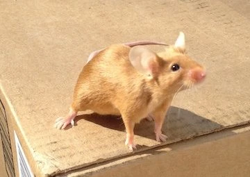 Red mouse | Makolan Wiki | Fandom