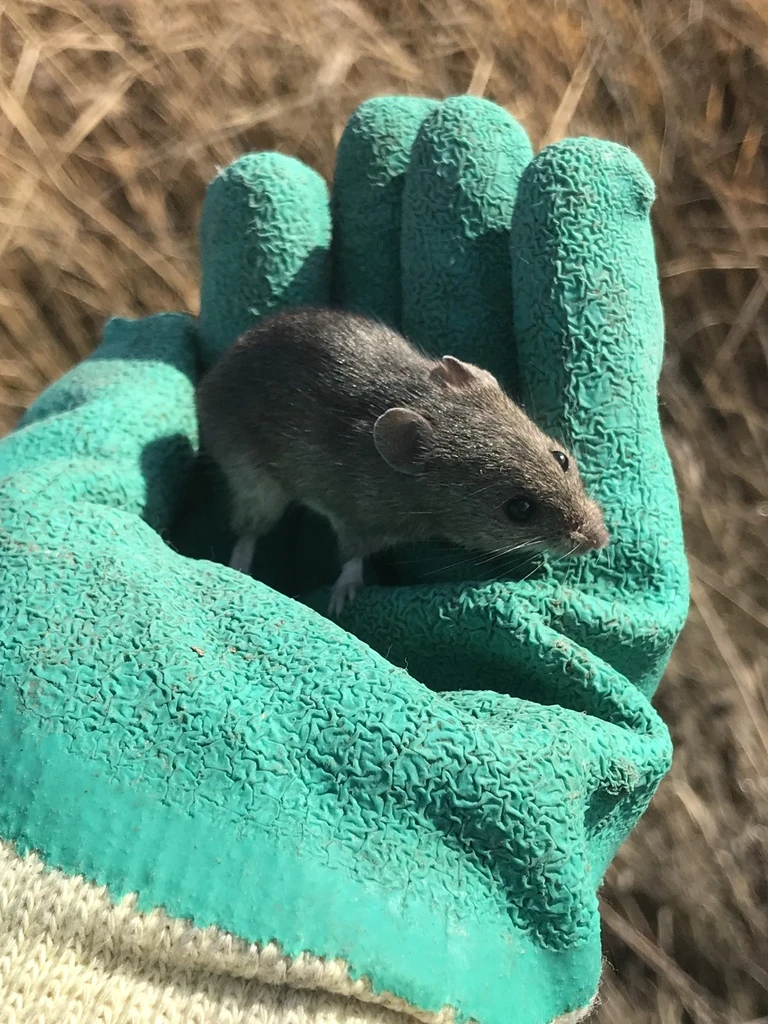 Mound-building mouse | Makolan Wiki | Fandom