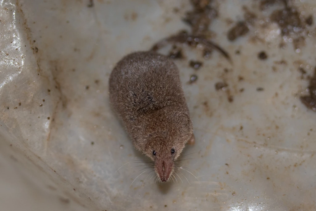 Island shrew | Makolan Wiki | Fandom