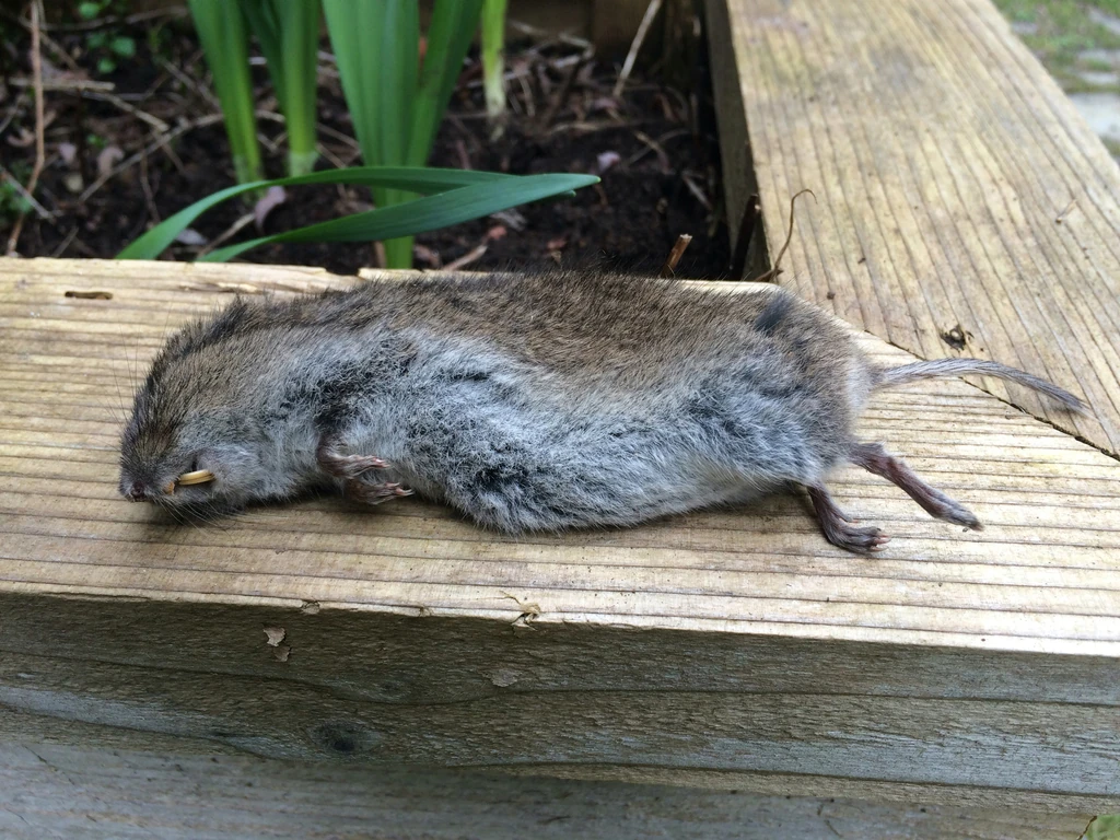 Vitena vole | Makolan Wiki | Fandom