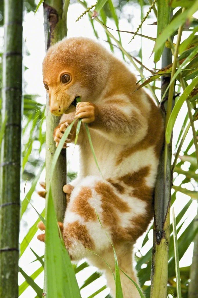 Common spotted cuscus | Makolan Wiki | Fandom