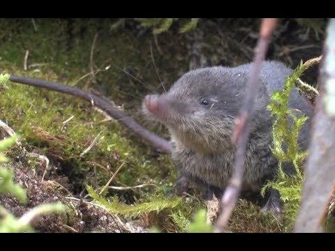 Marsh Shrew | Makolan Wiki | Fandom