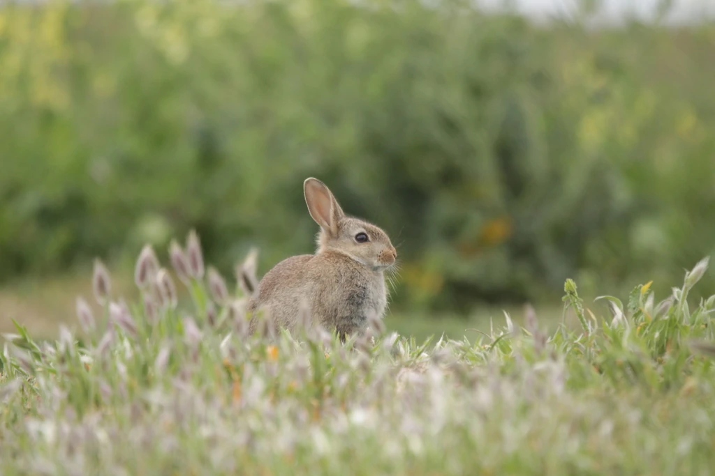 Rabbit | Makolan Wiki | Fandom