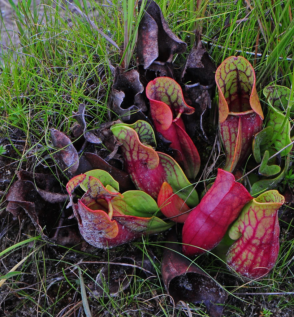Purple pitcher plant | Makolan Wiki | Fandom
