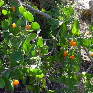 Southeastern spiceberry | Makolan Wiki | Fandom