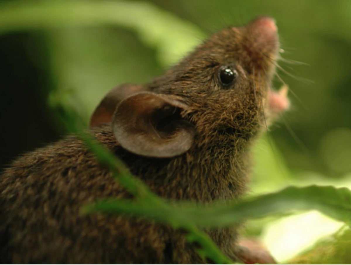 Singing Mouse | Makolan Wiki | Fandom