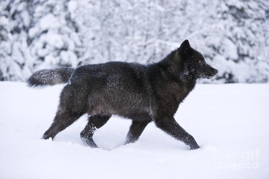 Forest wolf | Makolan Wiki | Fandom