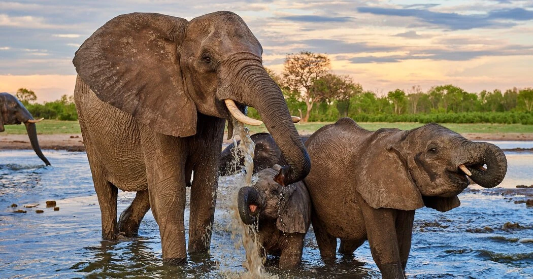 Elephant | Makolan Wiki | Fandom