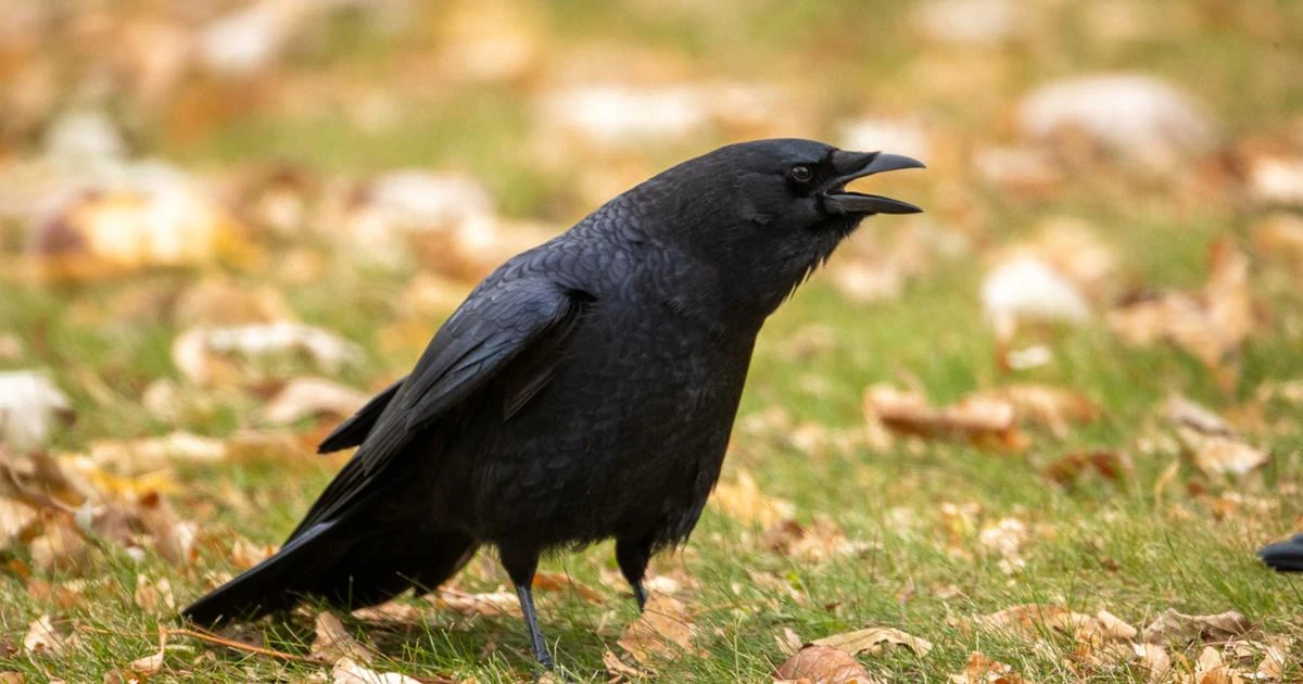 Kosna crow | Makolan Wiki | Fandom