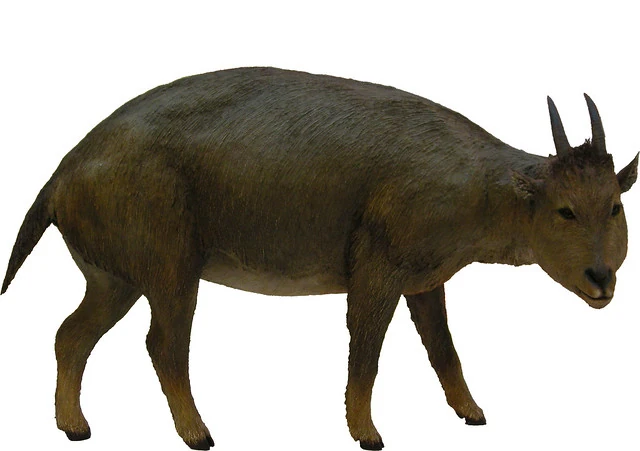 Cave Goat | Makolan Wiki | Fandom