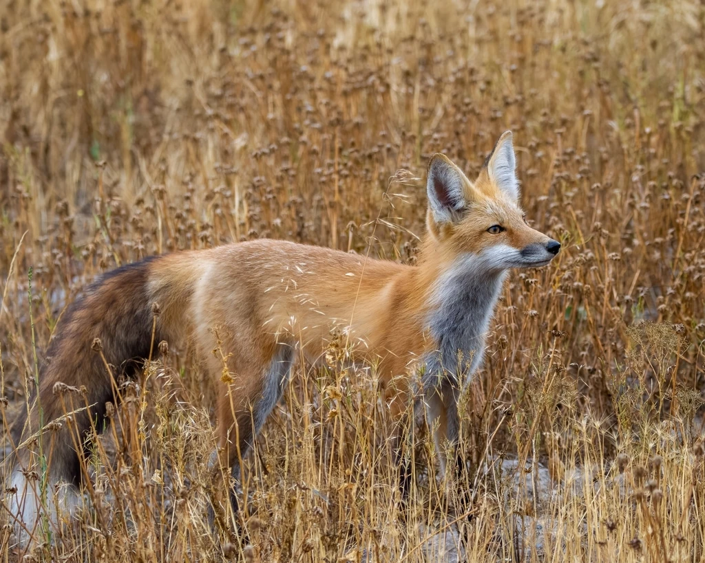 Red Fox | Makolan Wiki | Fandom