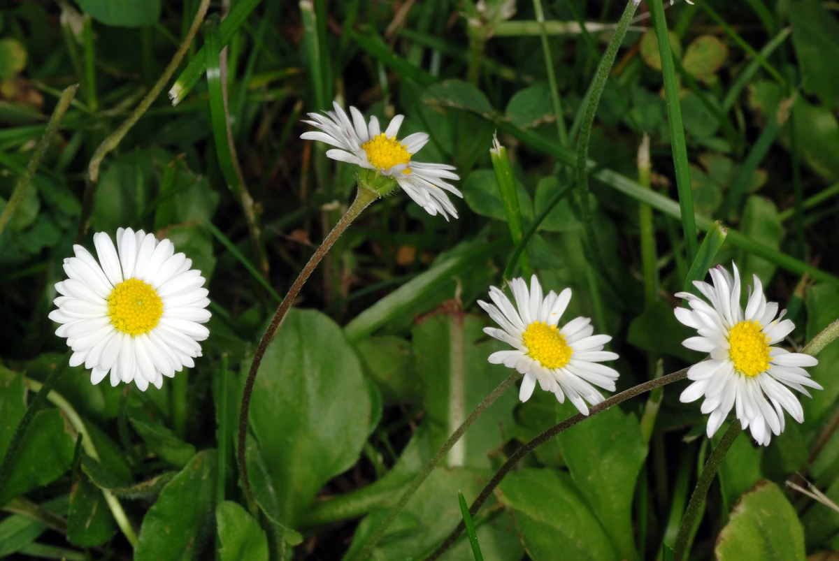 Daisy | Makolan Wiki | Fandom