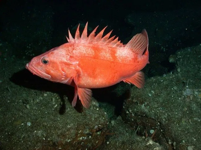 Rougheye Rockfish | Makolan Wiki | Fandom